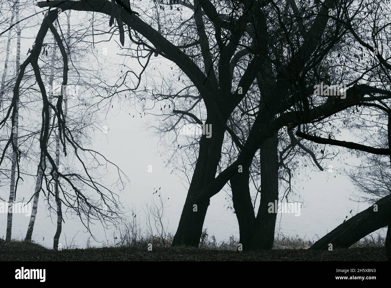 A heavy fog in the forest. High quality photo Stock Photo - Alamy
