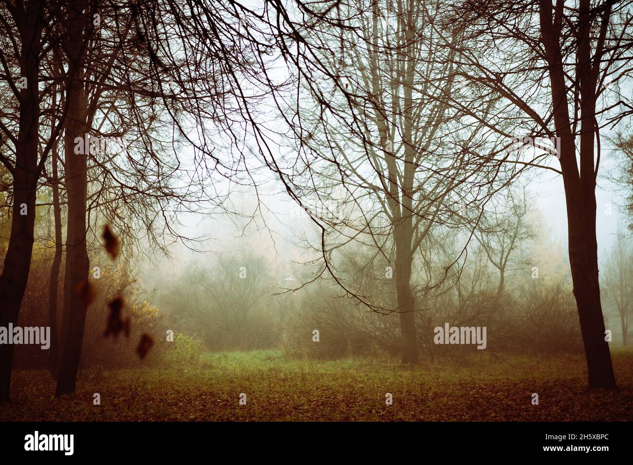 A heavy fog in the forest. High quality photo Stock Photo - Alamy