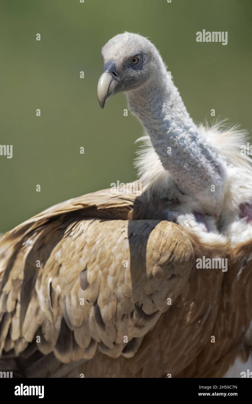 Wild single bird of prey Eurasian griffon with brown feathers in ...