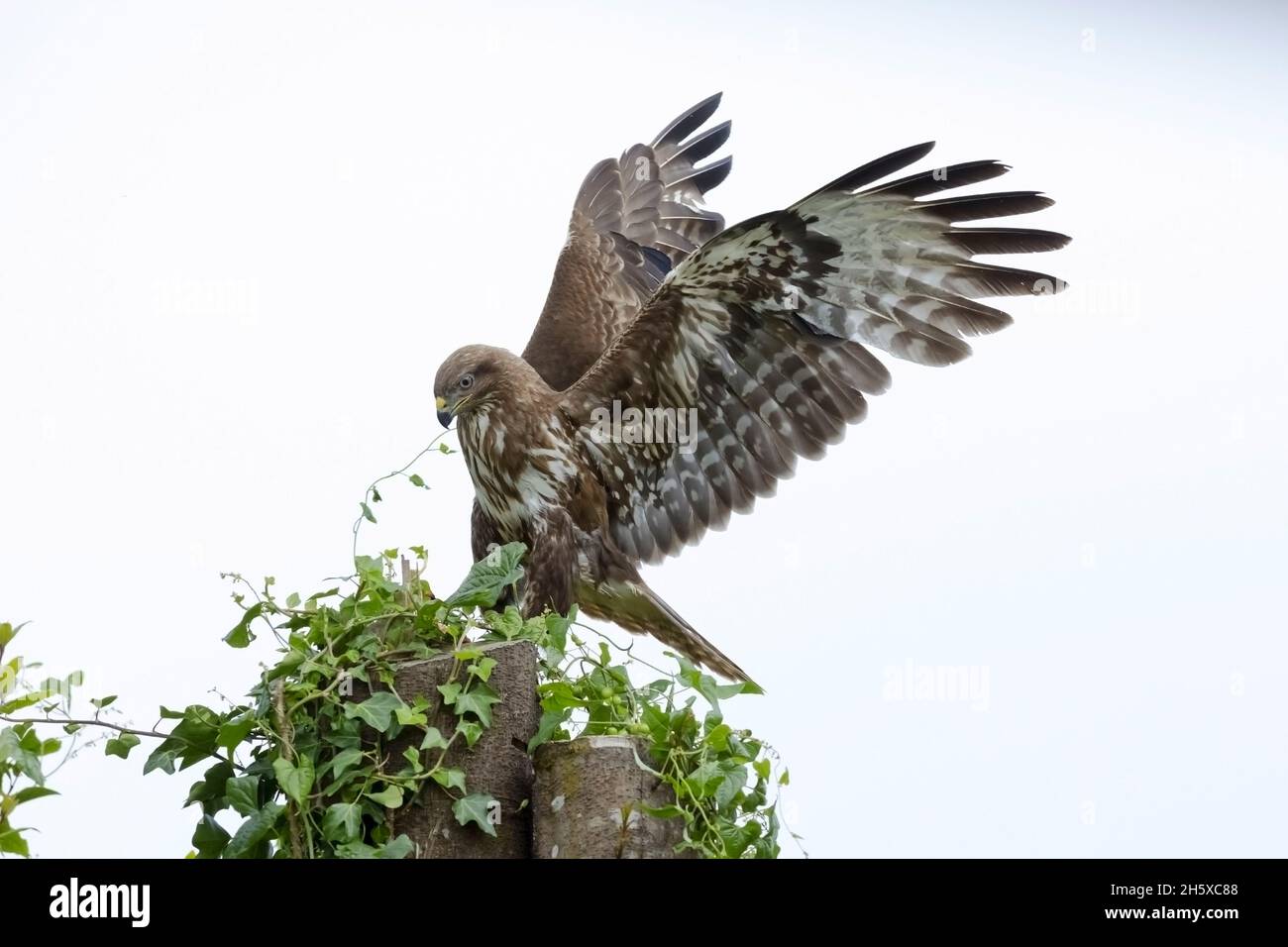 Side view of predatory bird golden eagle from family Accipitridae ...