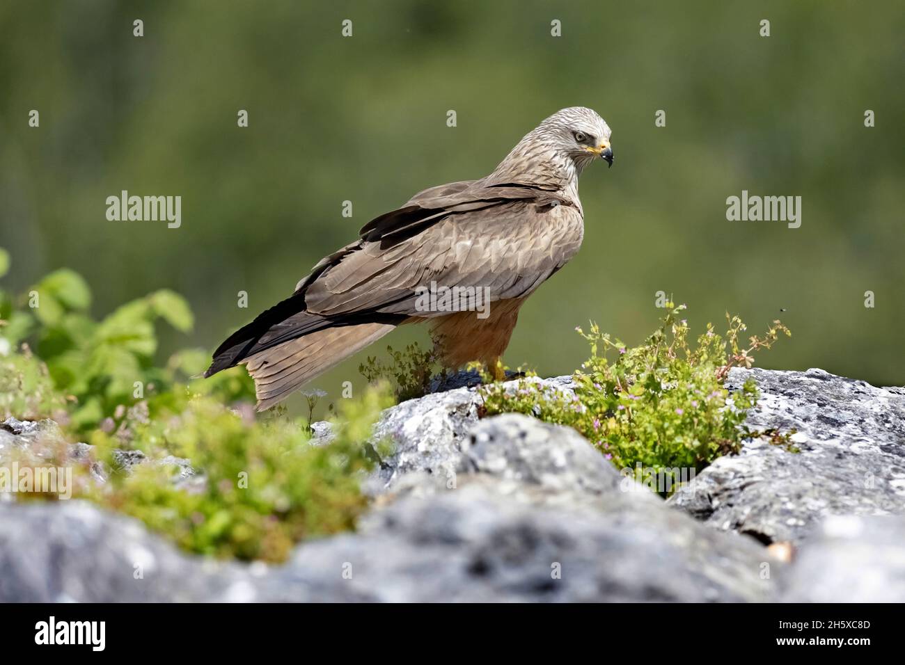Side view of diurnal raptor Milvus milvus bird sitting on rock in ...