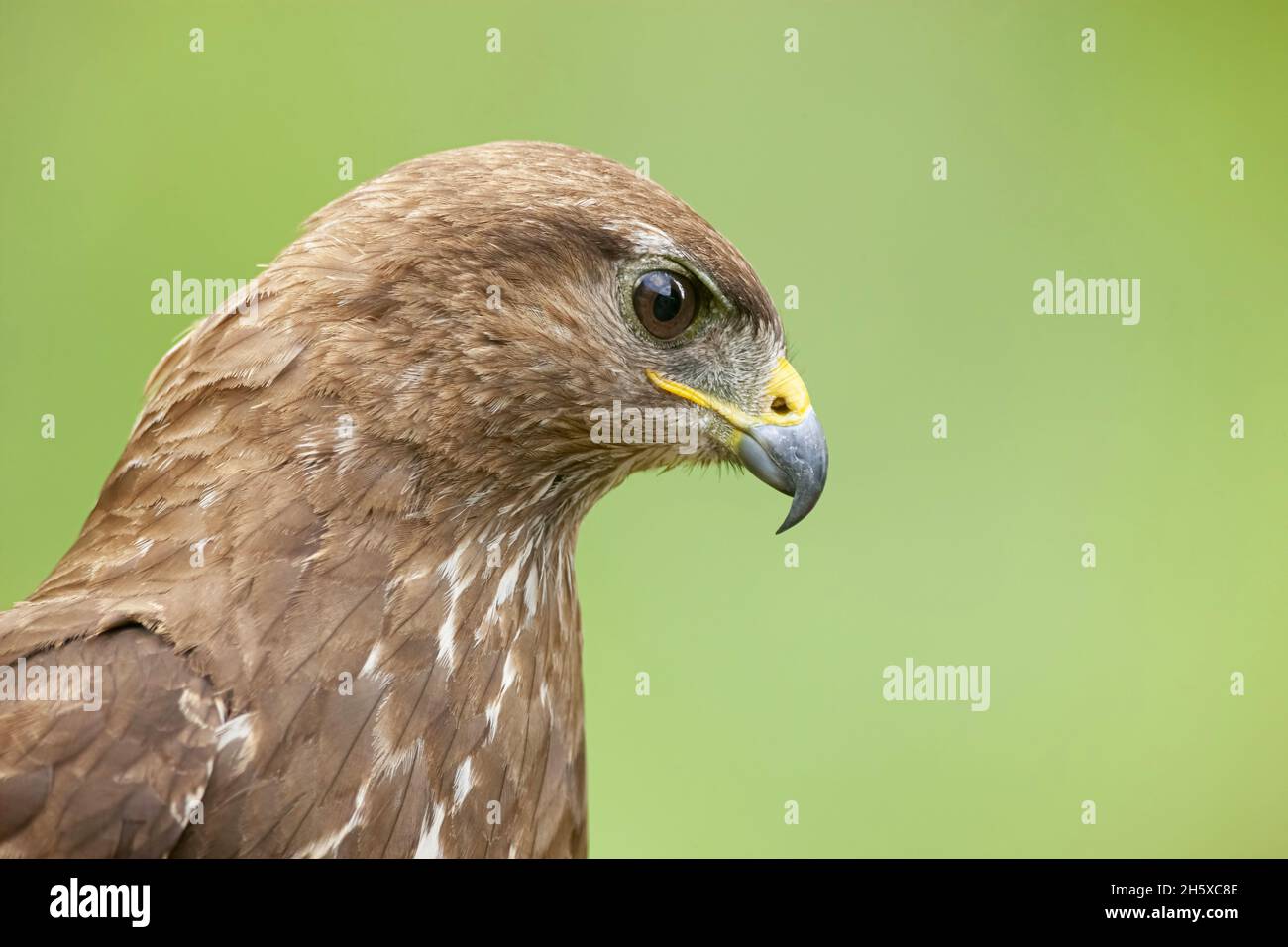 Side view of single predatory Common buzzard bird of prey sitting among ...