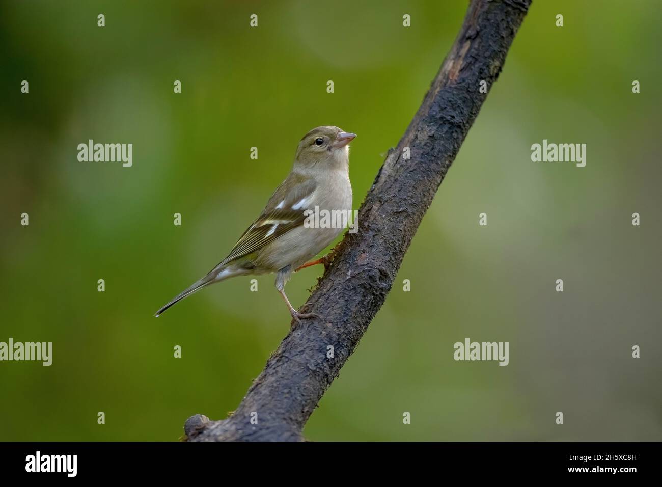 Side view of calm small common chaffinch passerine bird sitting on tree ...