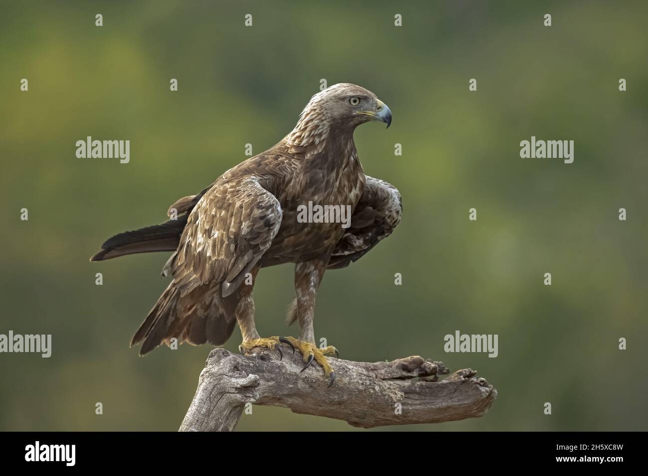 Single predatory Aquila chrysaetos bird of prey sitting on dry ...