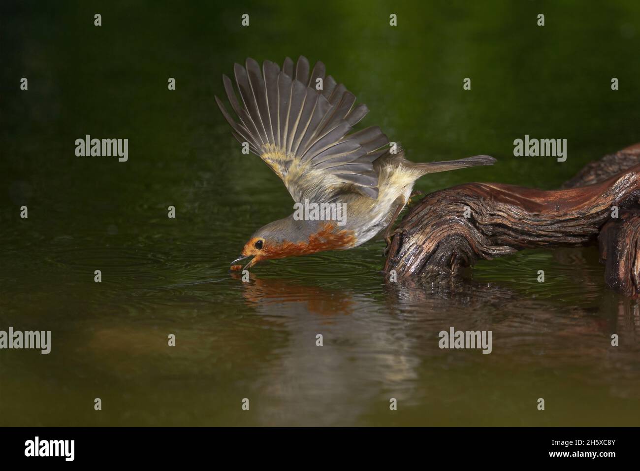 Side view of cute European robin bird soaring over lake with spread ...