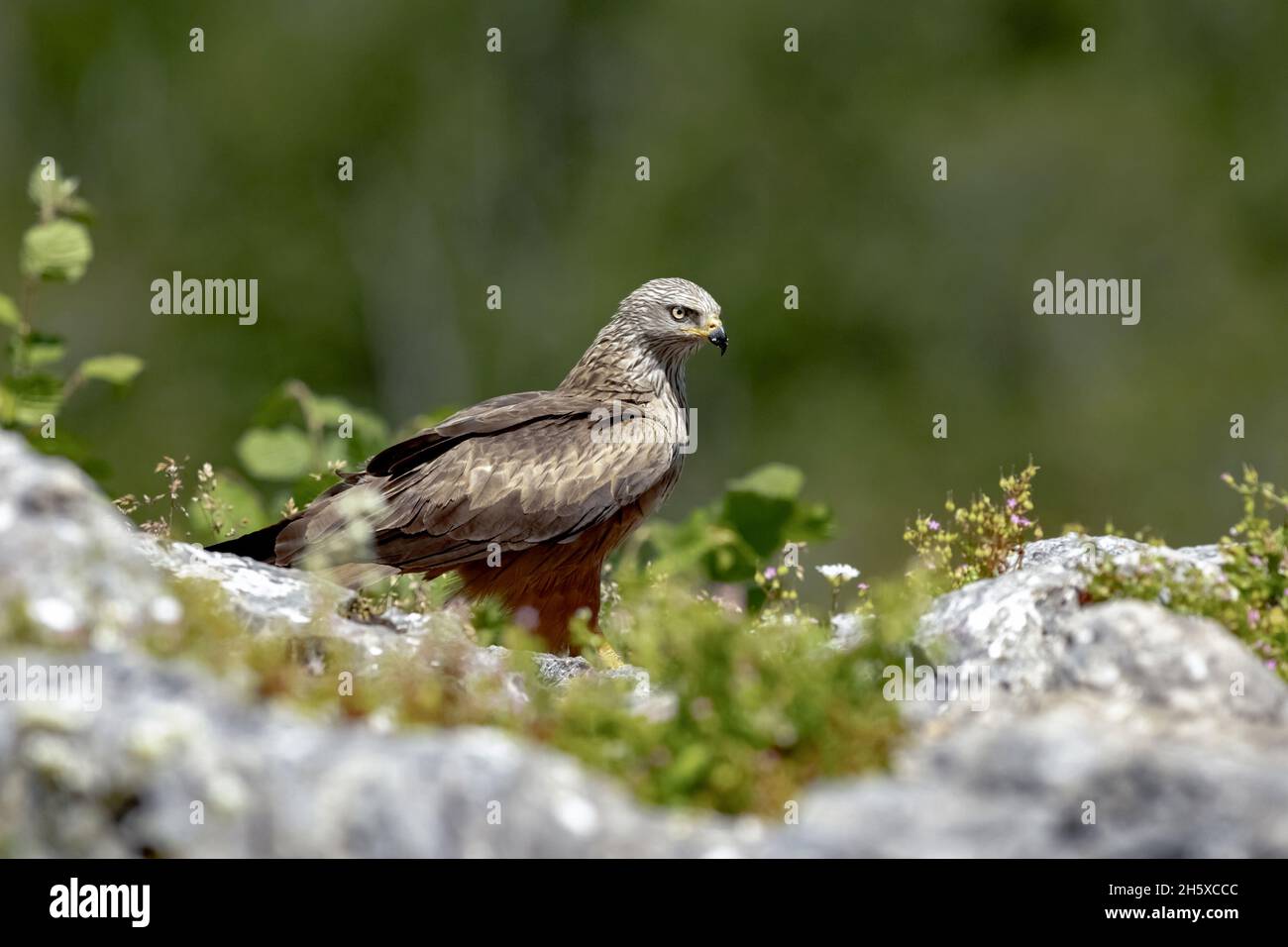 Side view of diurnal raptor Milvus milvus bird sitting on rock in ...