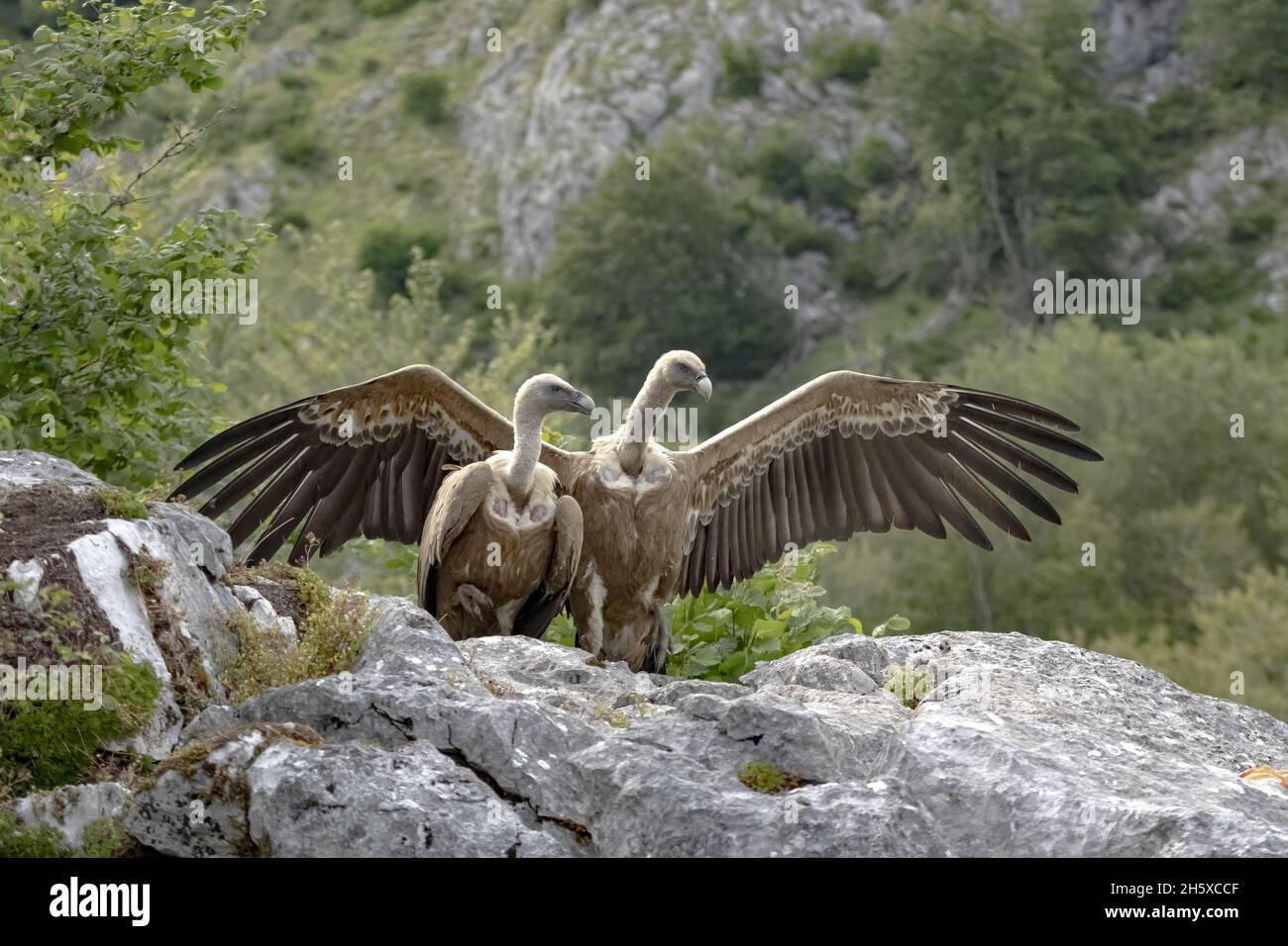 Wild large scavenger birds of prey Gyps fulvus of hawk family in rocky ...