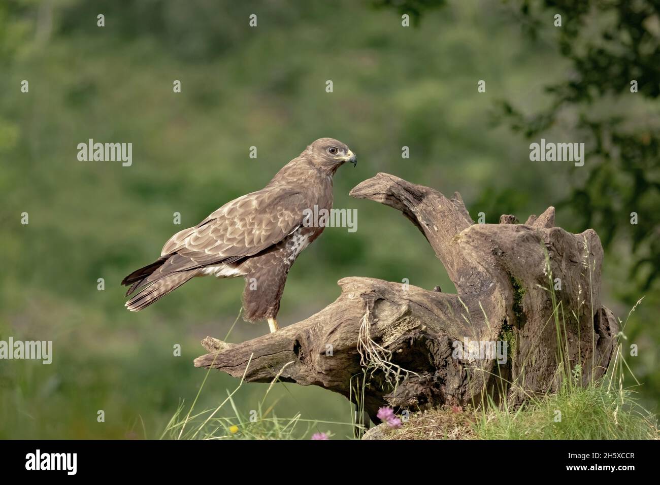 Side view of single predatory Aquila chrysaetos bird of prey sitting on ...