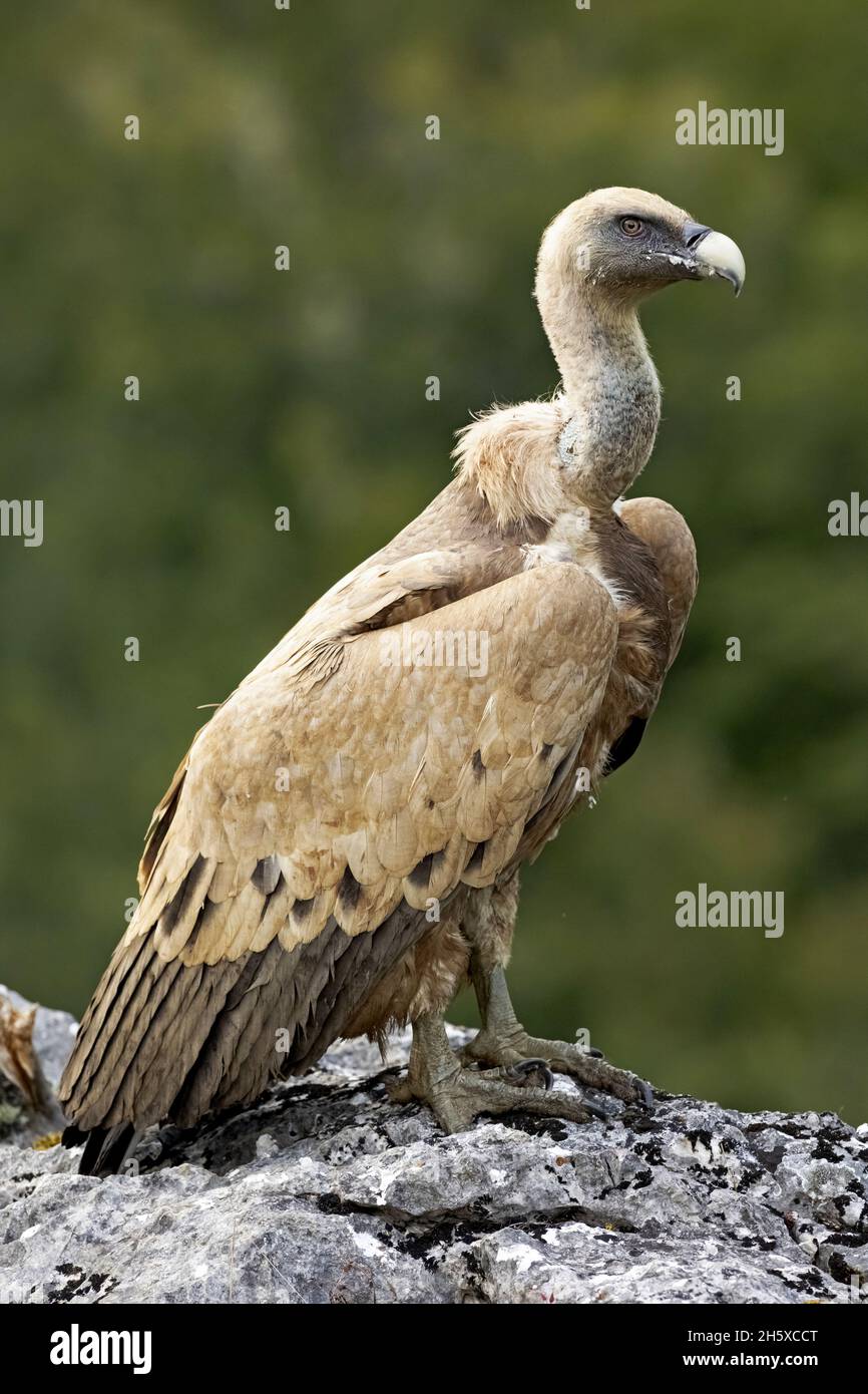 Wild single bird of prey Eurasian griffon with brown feathers in ...