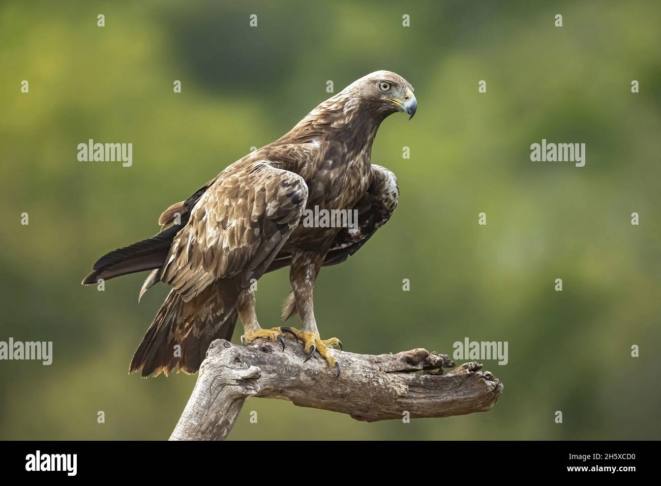 Side view of single predatory Aquila chrysaetos bird of prey sitting on ...