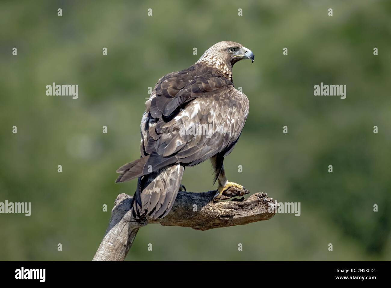 Single predatory Aquila chrysaetos bird of prey sitting on dry ...