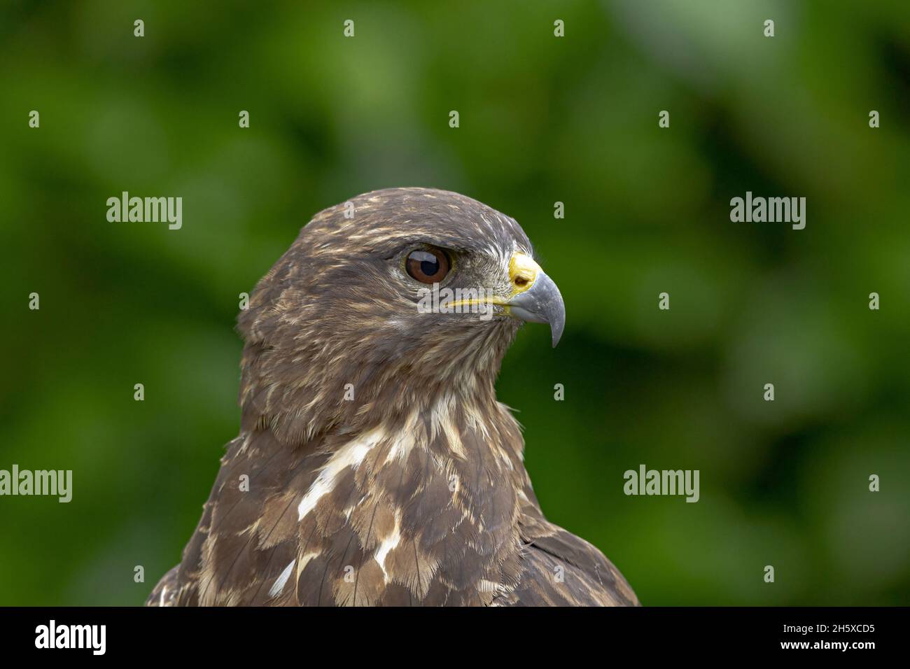 Side view of single predatory Common buzzard bird of prey sitting among ...