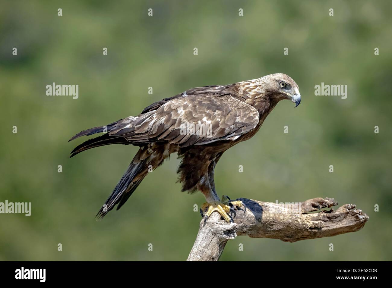 Side view of single predatory Aquila chrysaetos bird of prey sitting on ...