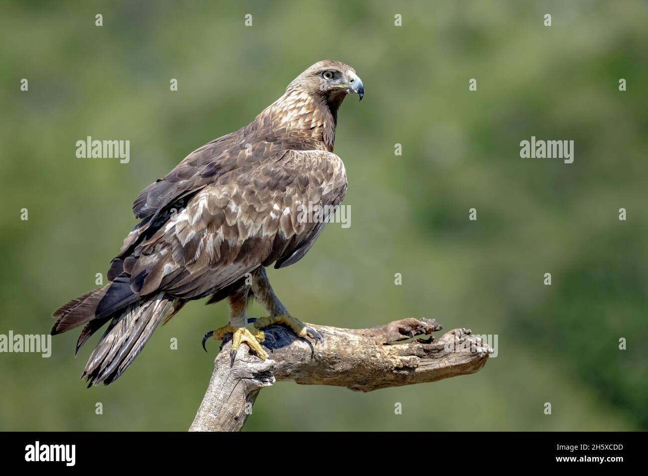 Bird sit among dry hi-res stock photography and images - Alamy