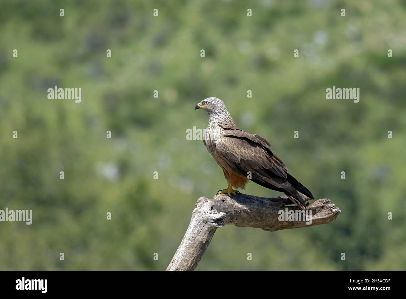 Side view of diurnal raptor Milvus milvus bird sitting on tree branch ...