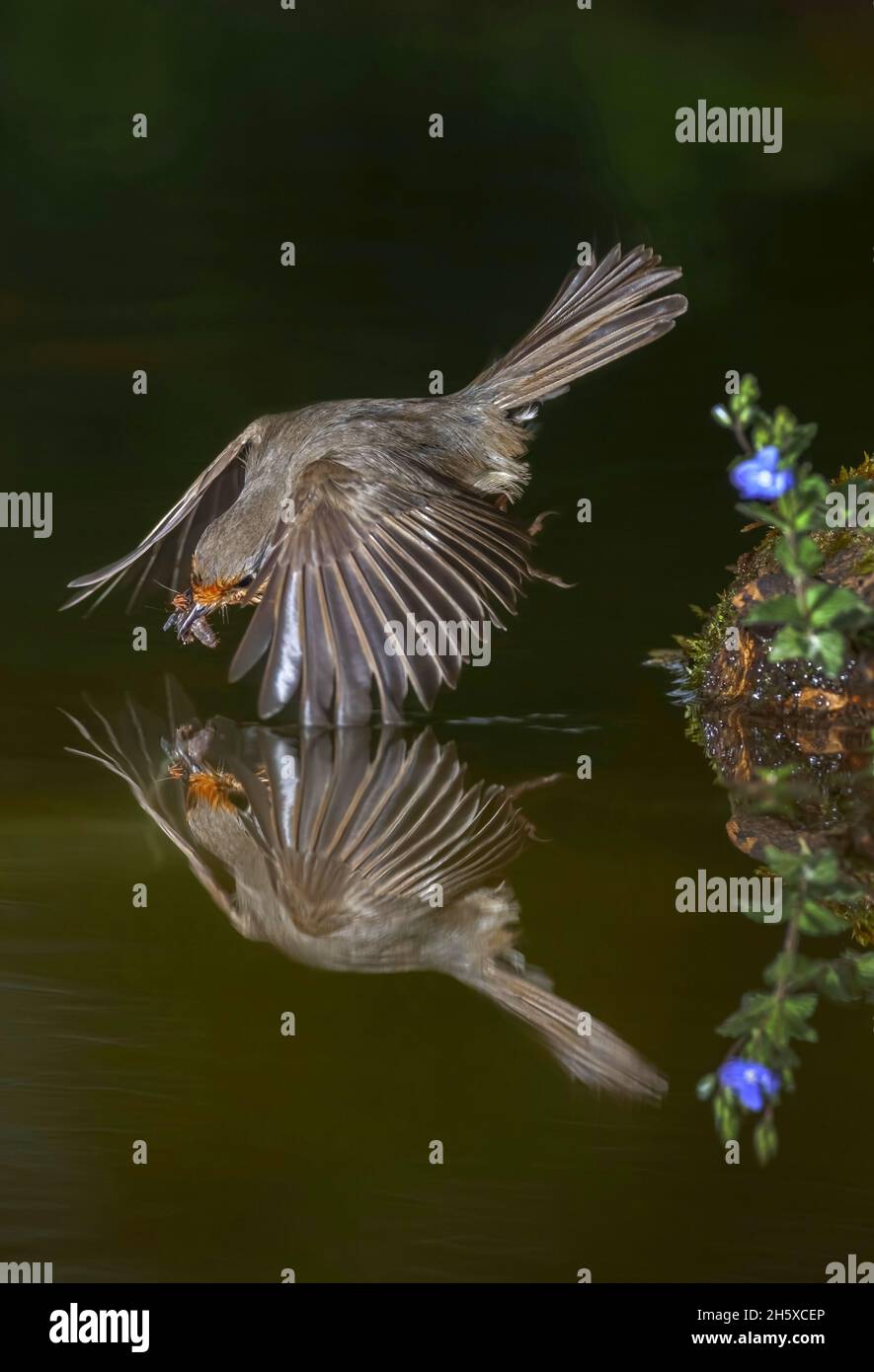 Side view of cute European robin bird soaring over lake with spread ...