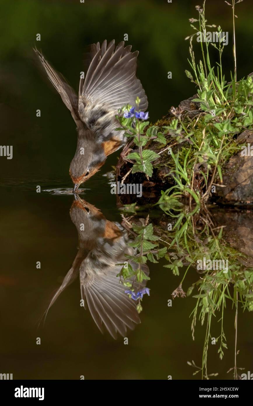 Side view of cute European robin bird soaring over lake with spread ...