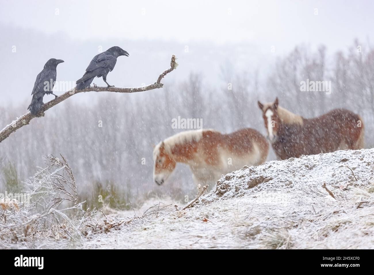 Side view of attentive carrion crows sitting on tree branch near ...