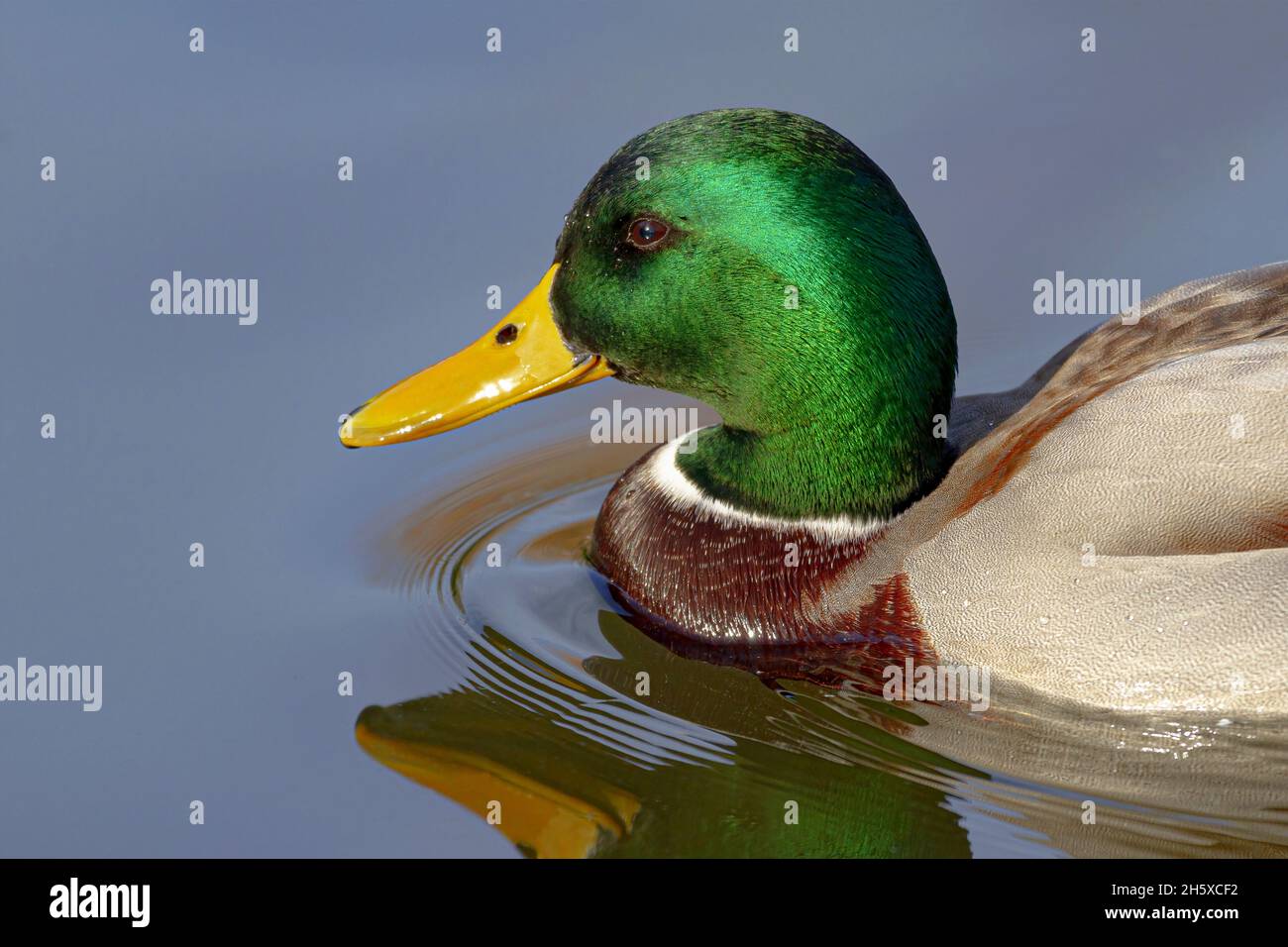 Side view of graceful male wild duck with green head and yellow beak ...