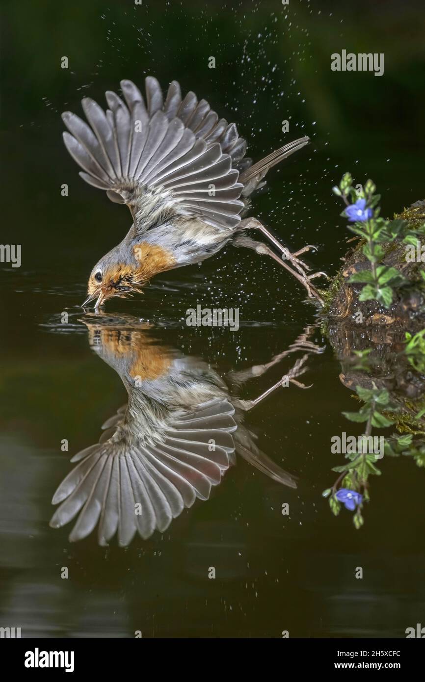 Side view of cute European robin bird soaring over lake with spread ...