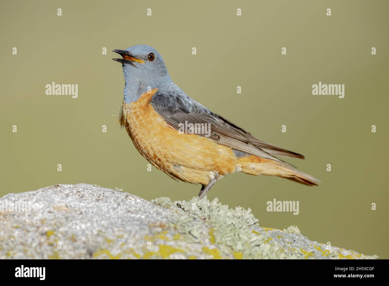 Side view of cute rufous-tailed bird standing on stone in nature on ...