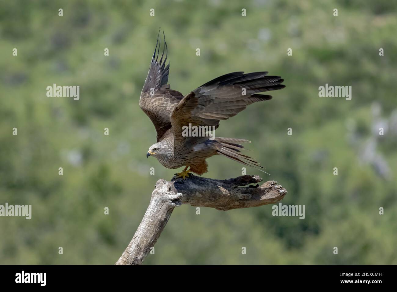 Side view of diurnal raptor Milvus milvus bird sitting on tree branch ...