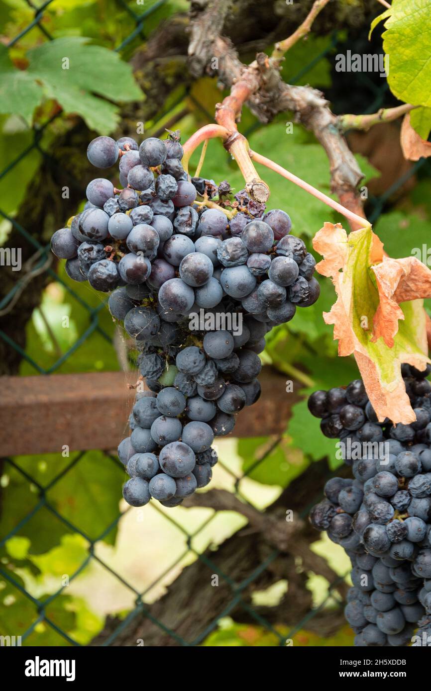 Metal grid fence covered with branches of lush grape tree growing in ...