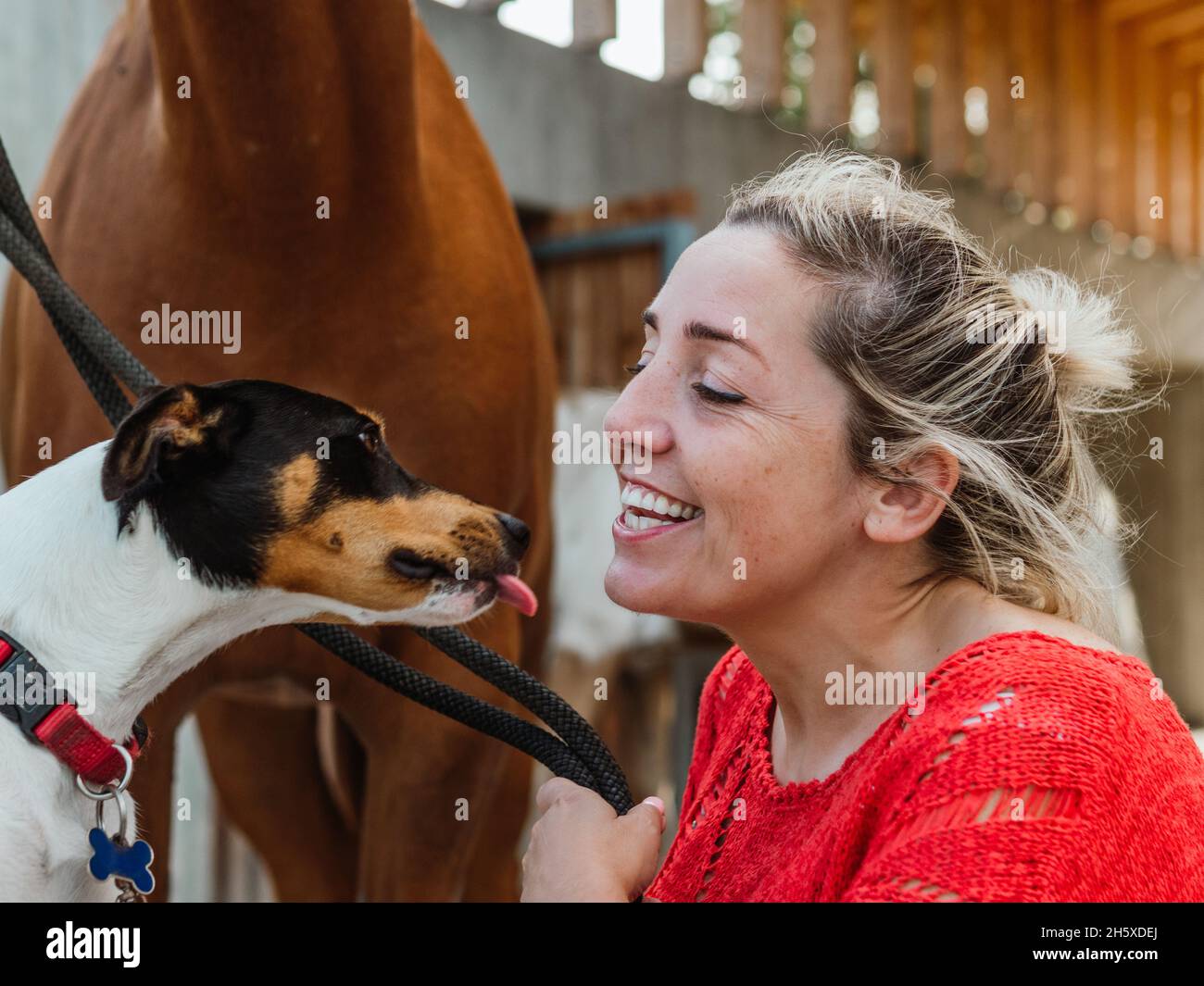 Side view of female owner holding ladle of chestnut horse while playing ...