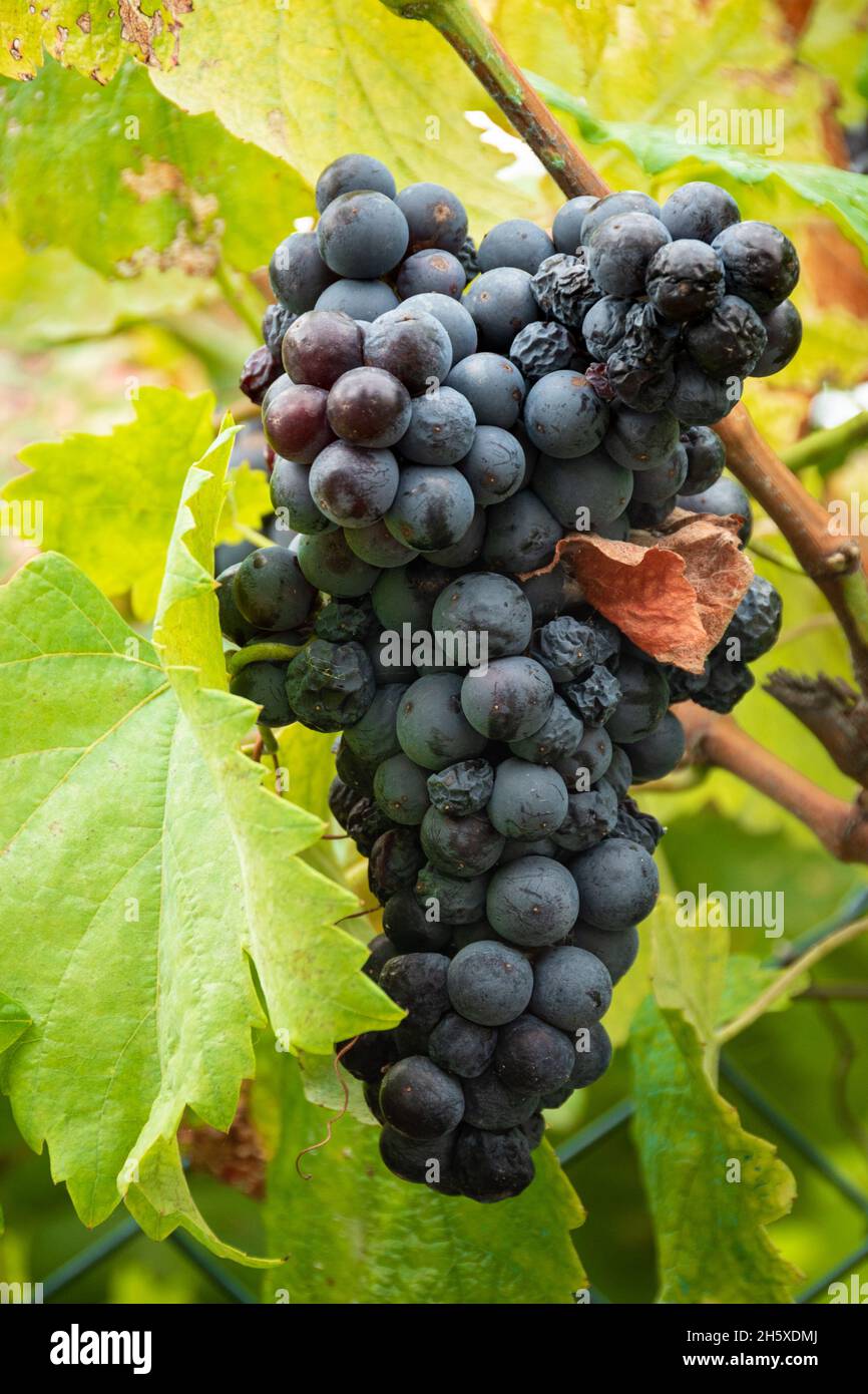 Metal grid fence covered with branches of lush grape tree growing in ...