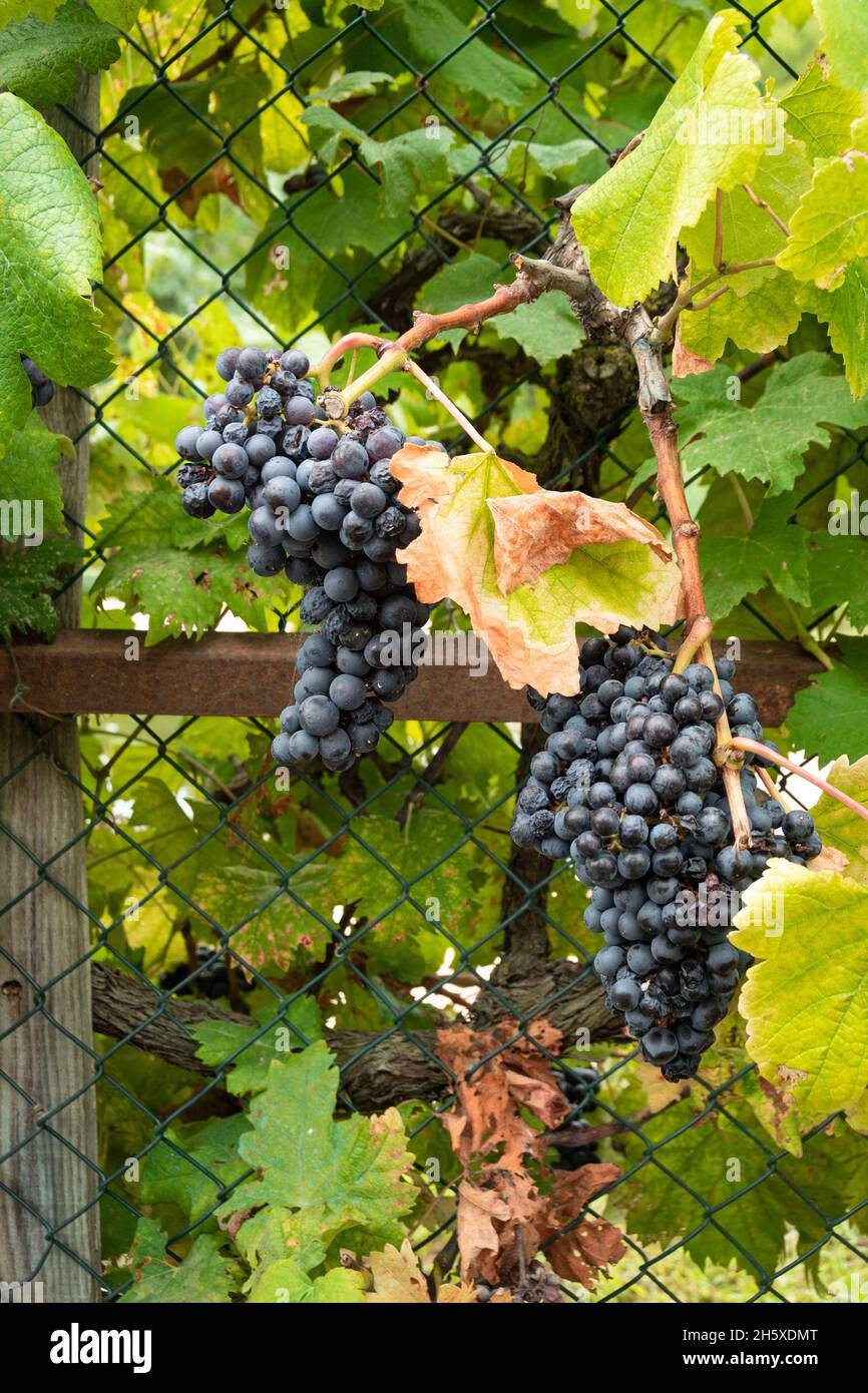 Metal grid fence covered with branches of lush grape tree growing in ...