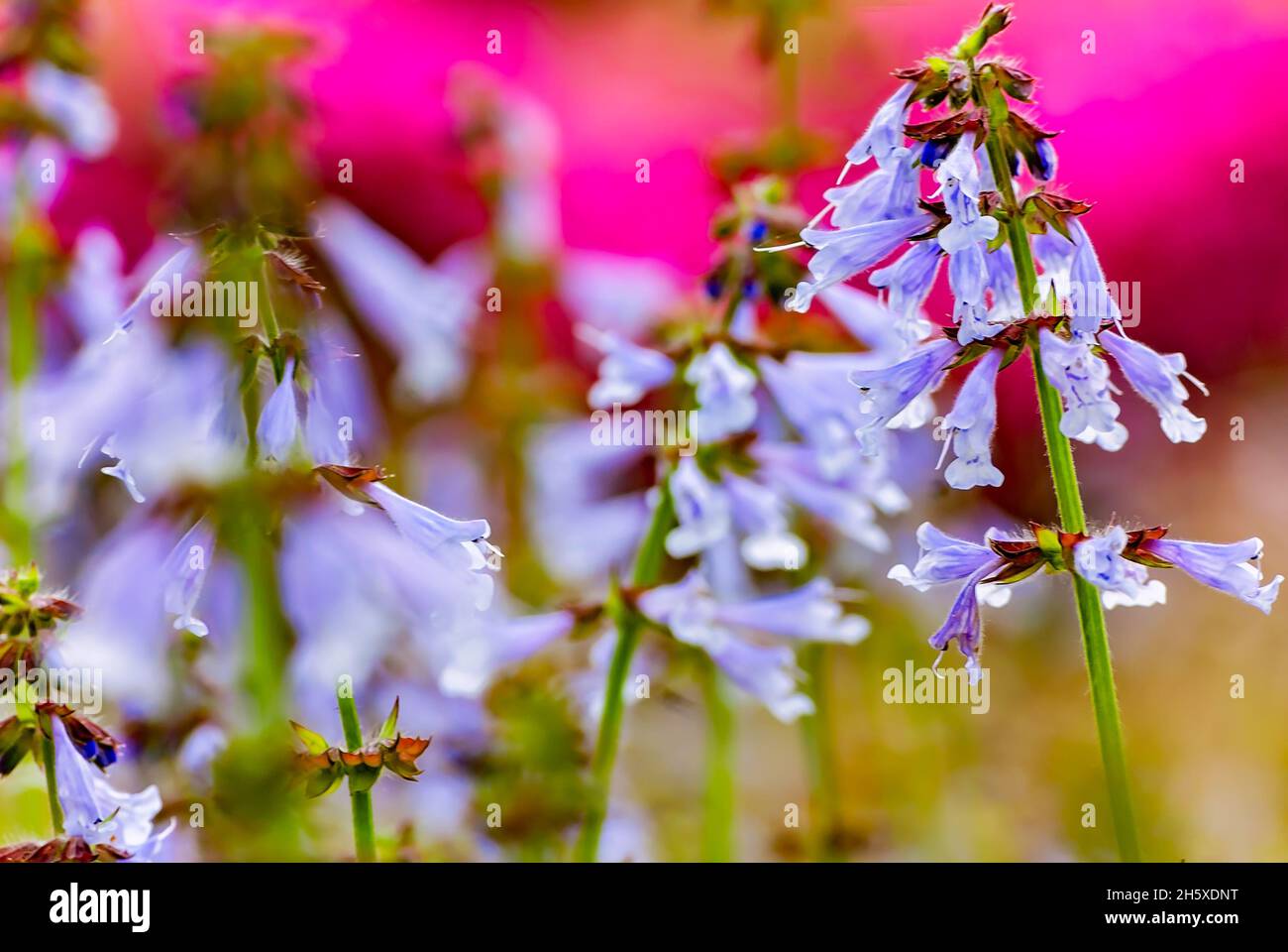 Lyreleaf sage (Salvia lyrata) grows wild in a field, March 28, 2011, in ...