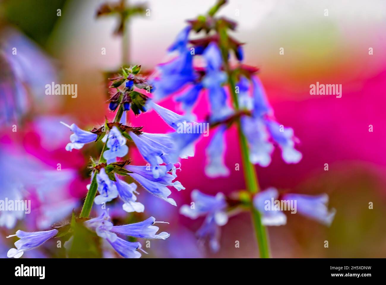 Lyreleaf sage (Salvia lyrata) grows wild in a field, March 28, 2011, in ...