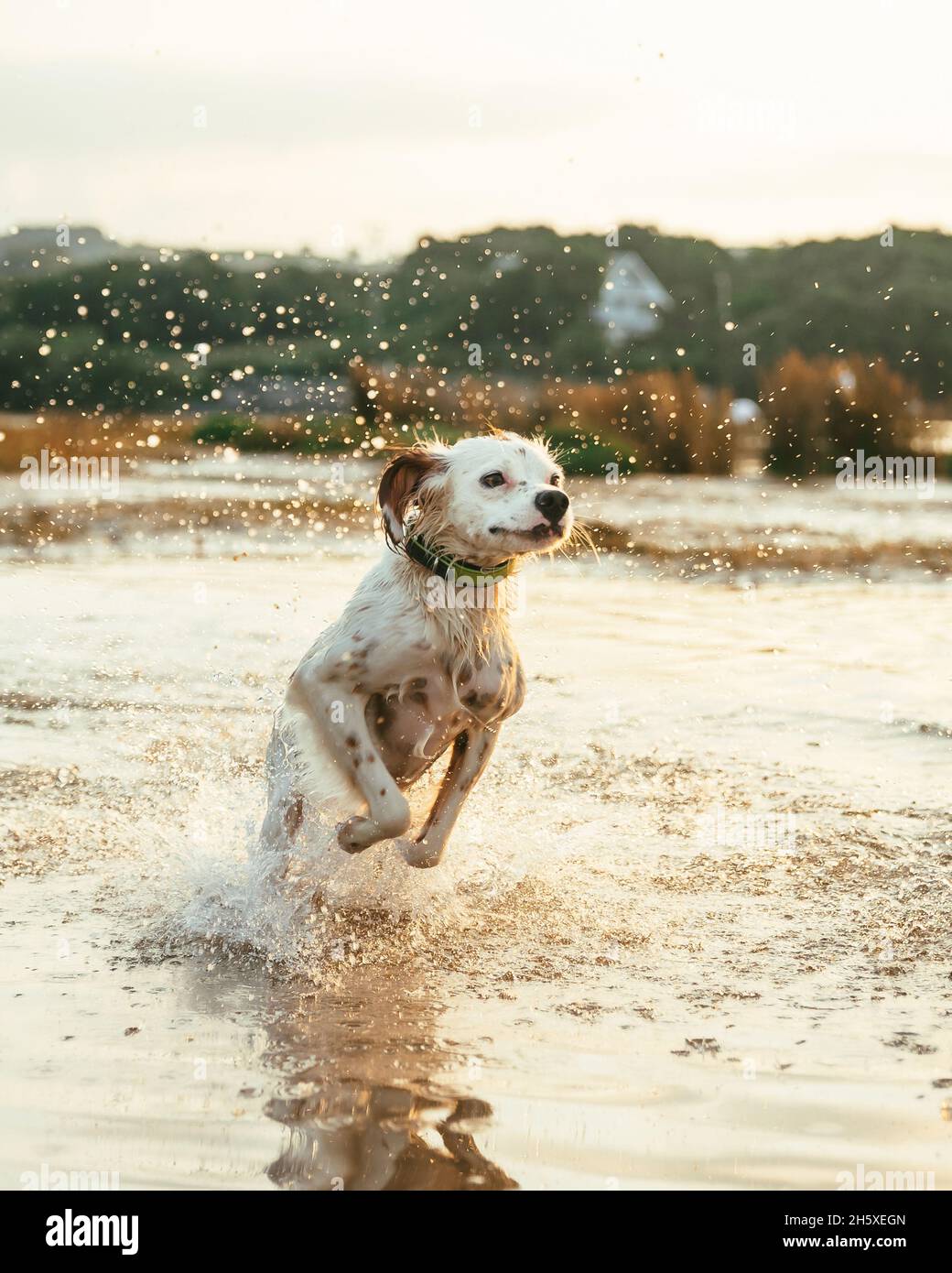 Cute active dog running on the river against forest with trees on ...