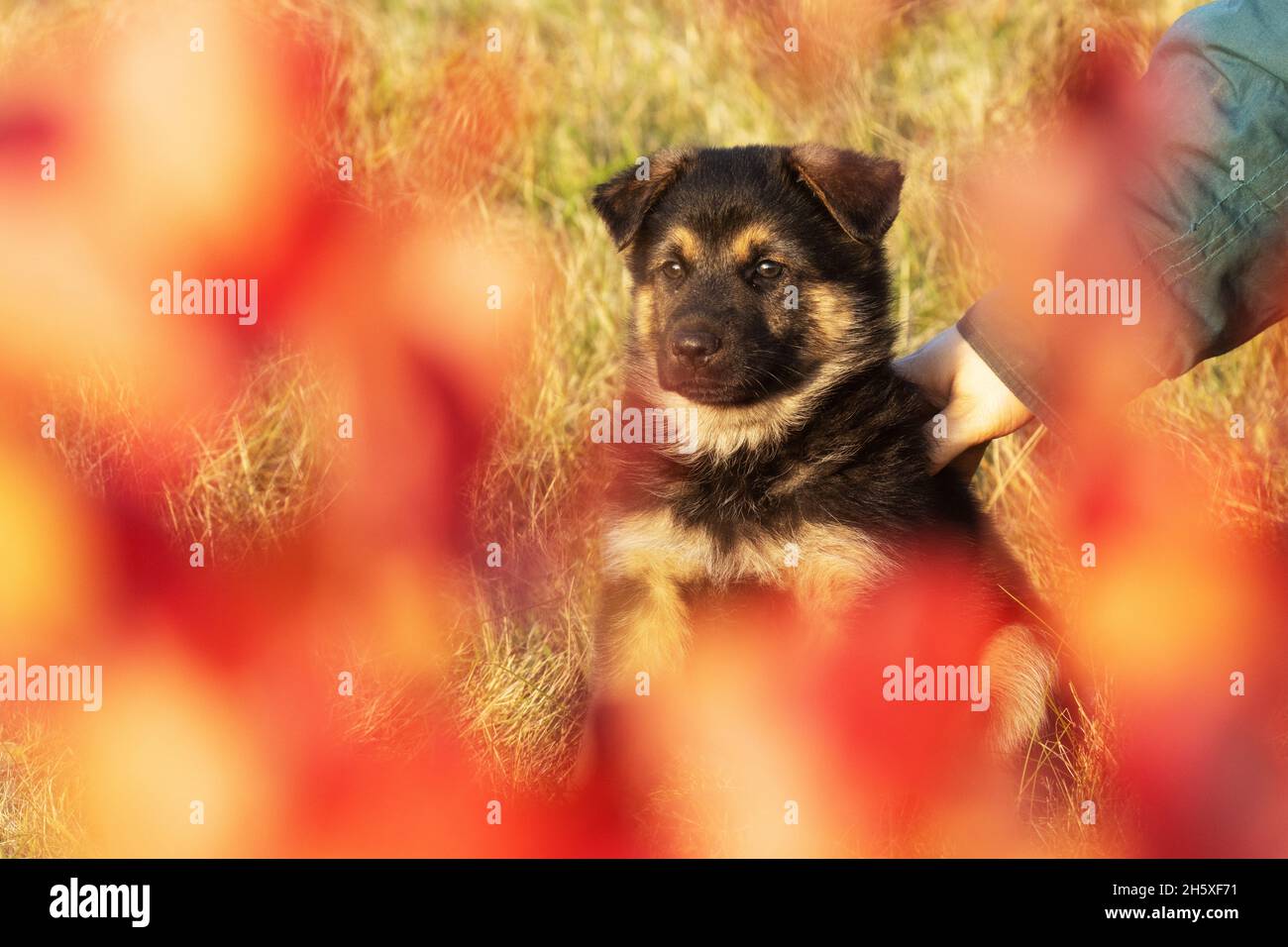 Portrait of an incredibly adorable and calm puppy. Shot through ...
