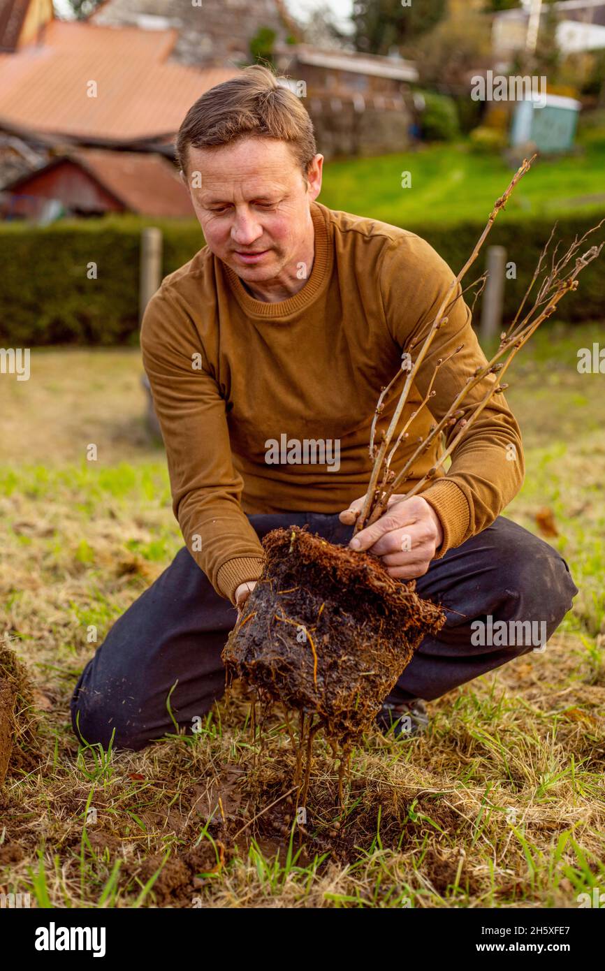Worker planting tree hi-res stock photography and images - Alamy