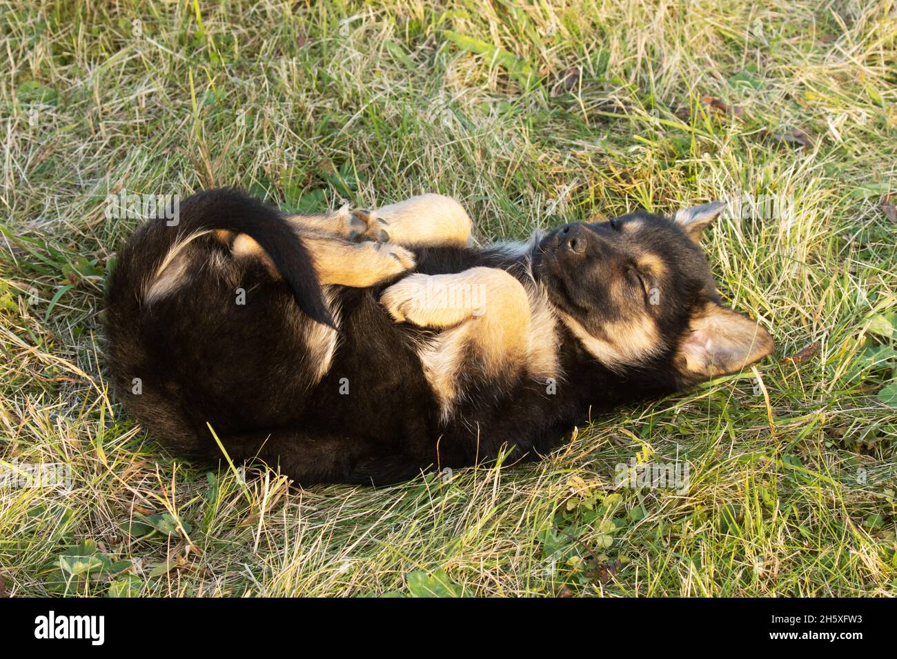 Adorable small puppy laying on its back on autumn evening and sleeping ...