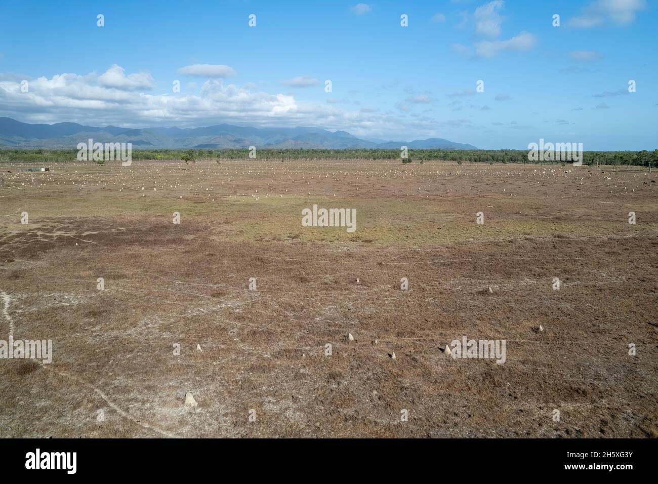 Hundred of termite mounds in a paddock under a blue sky with distant ...