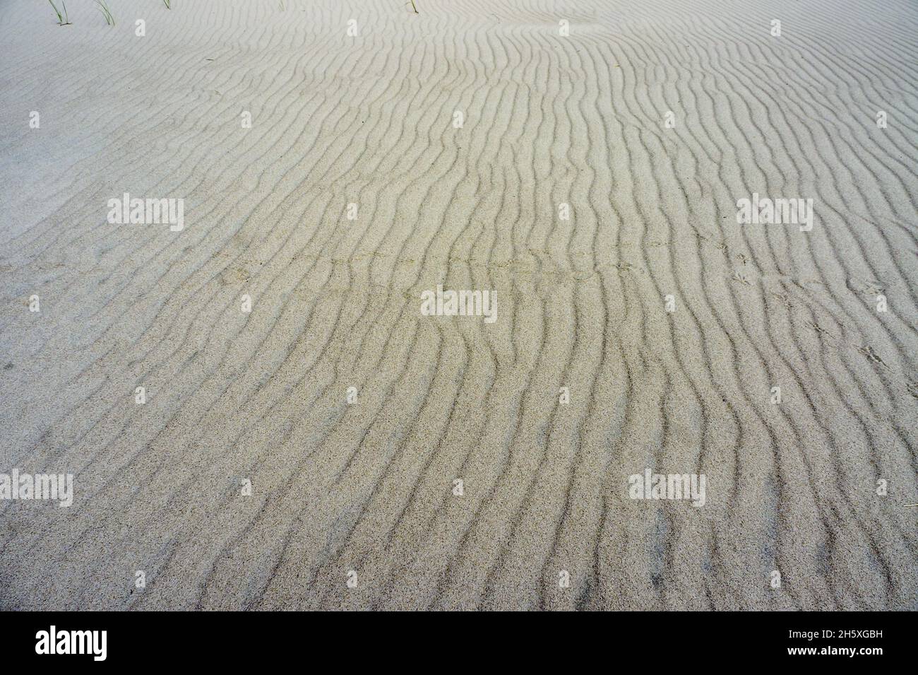 Natural sea sand and river sand. Sea sand. Sandy background. Sandy ...