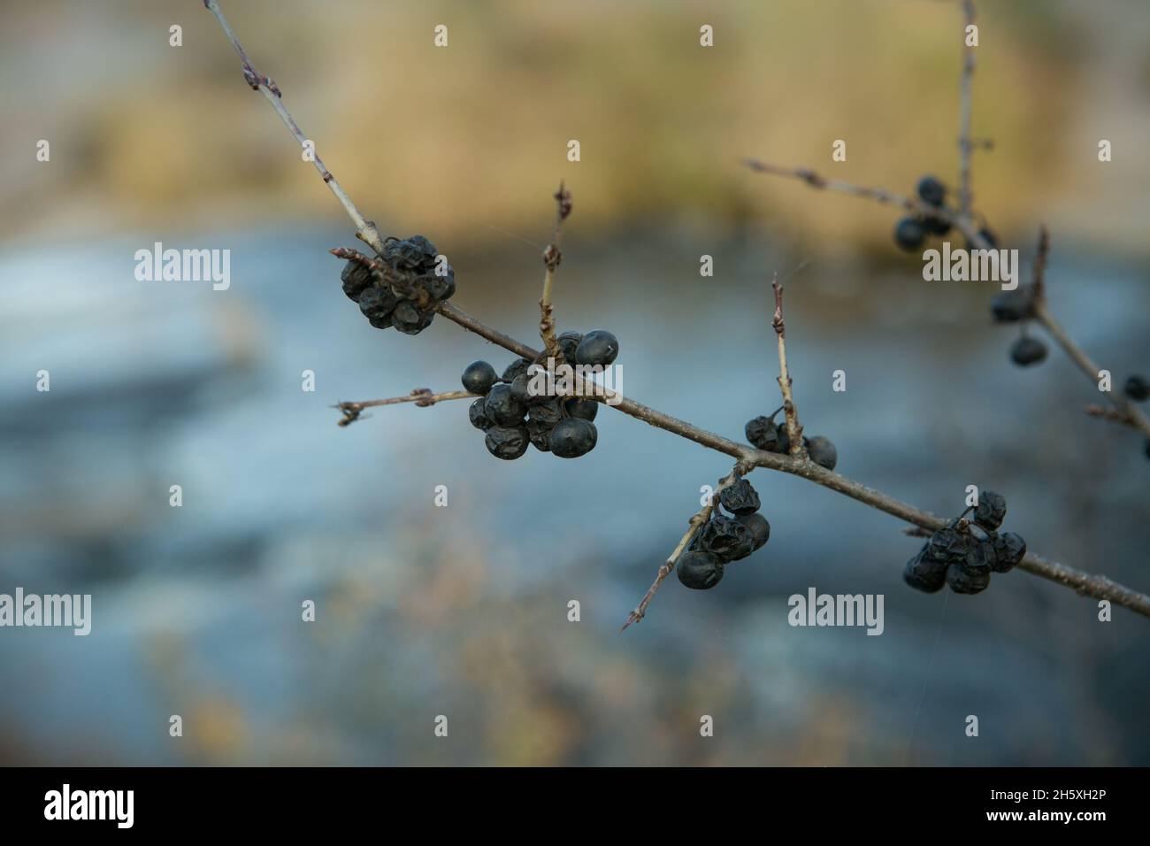 Blue thorn hi-res stock photography and images - Alamy