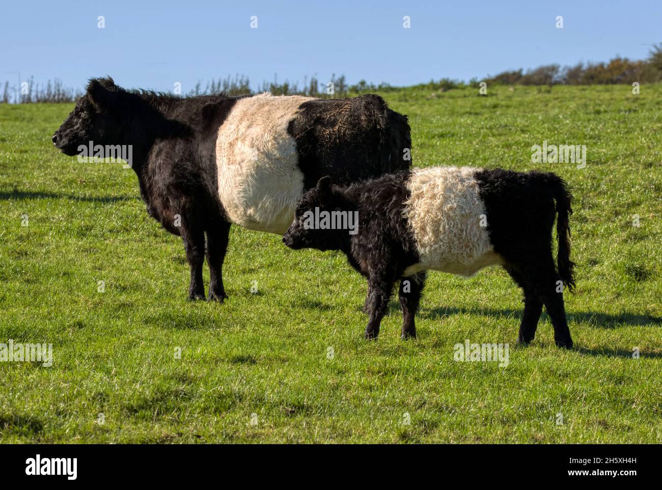 Oreo cookie cow hi-res stock photography and images - Alamy