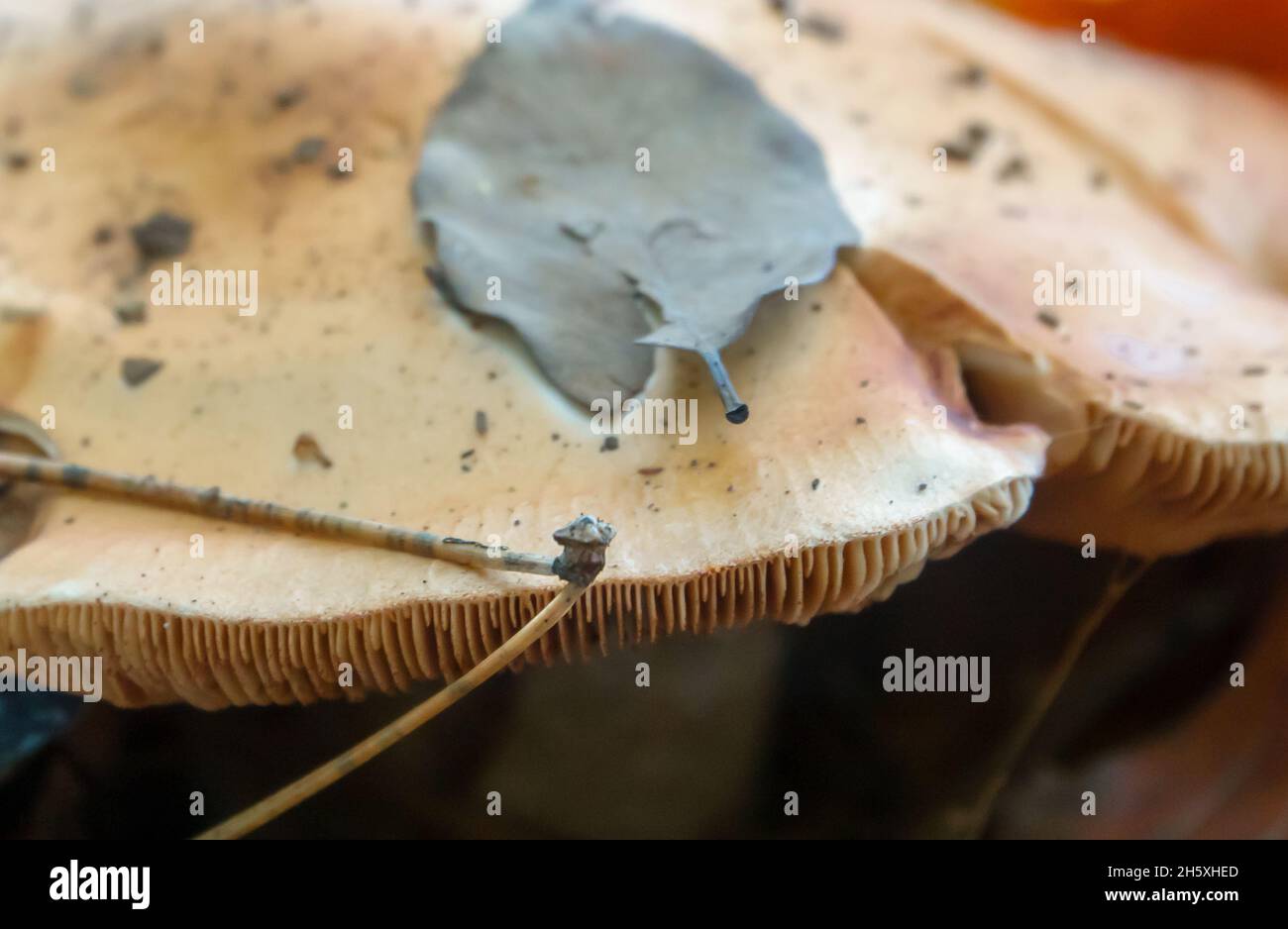 close up of a funeral bell mushroom (Galerina marginata) with a grey ...