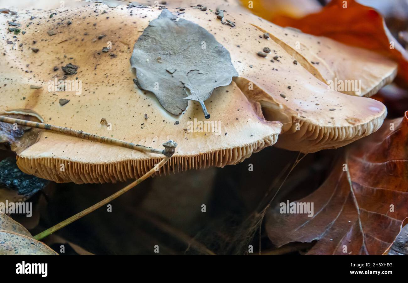 close up of a funeral bell mushroom (Galerina marginata) with a grey ...