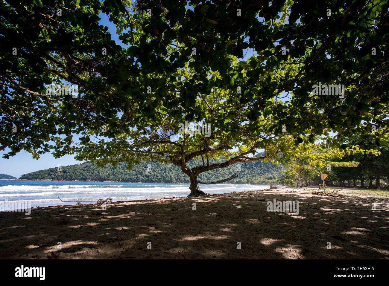 Strand of leaves hi-res stock photography and images - Alamy
