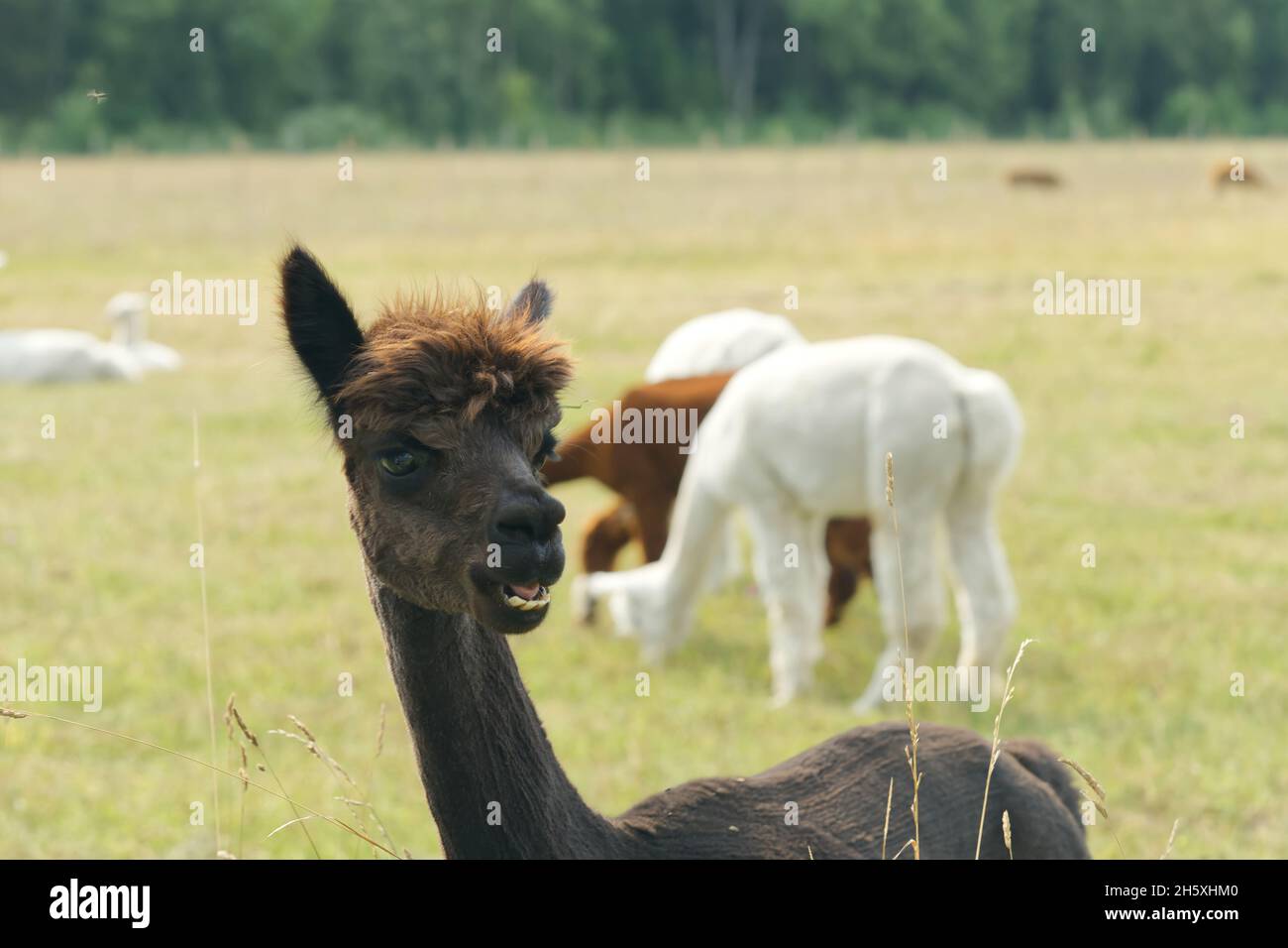 Alpaca Animal Close Up Of Head Funny Hair Cut And Chewing Action Stock ...