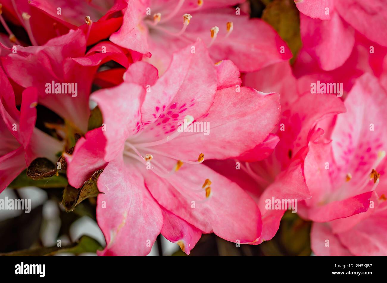 Indian azaleas hi-res stock photography and images - Alamy