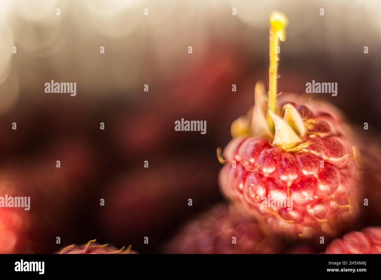 Fresh organic ripe raspberry - forest fruit Stock Photo - Alamy