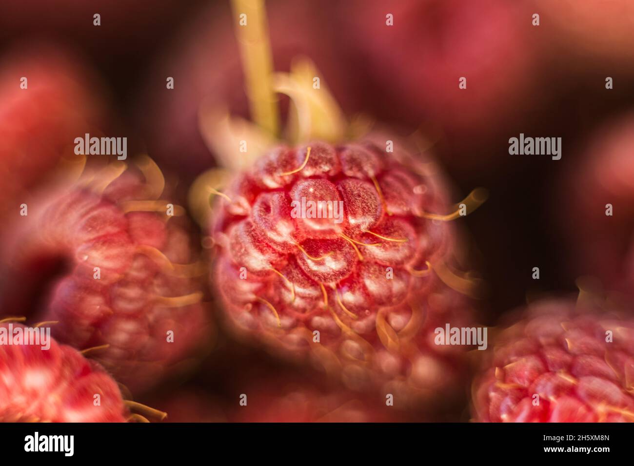 Raspberry forest hi-res stock photography and images - Alamy