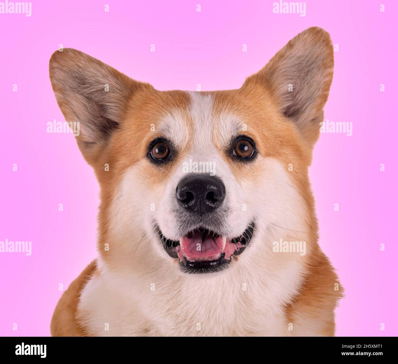 Pembroke Welsh Corgi in front of pink background Stock Photo - Alamy