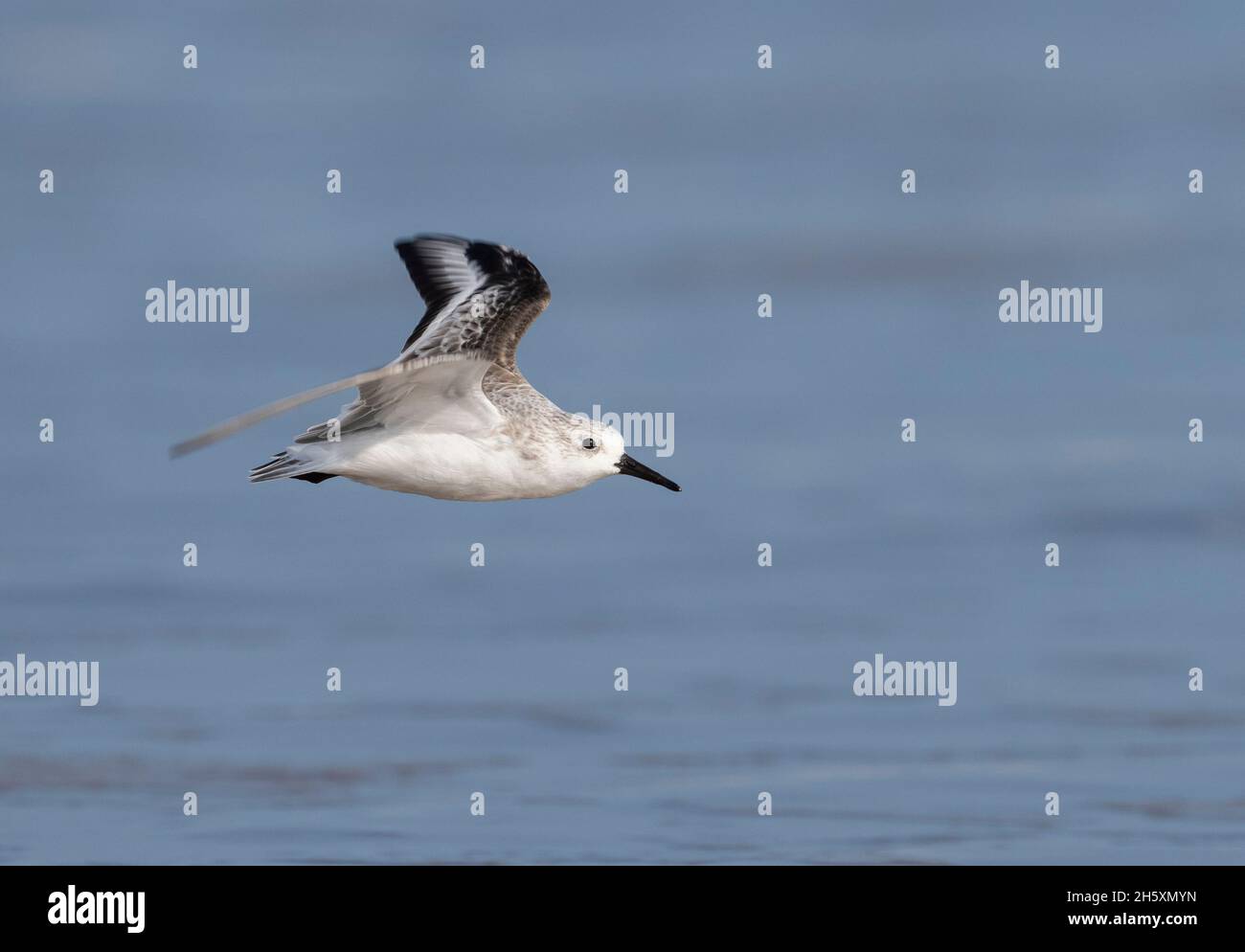 Winter plumaged Sanderling (Calidra alba) in flight on the beach Stock ...