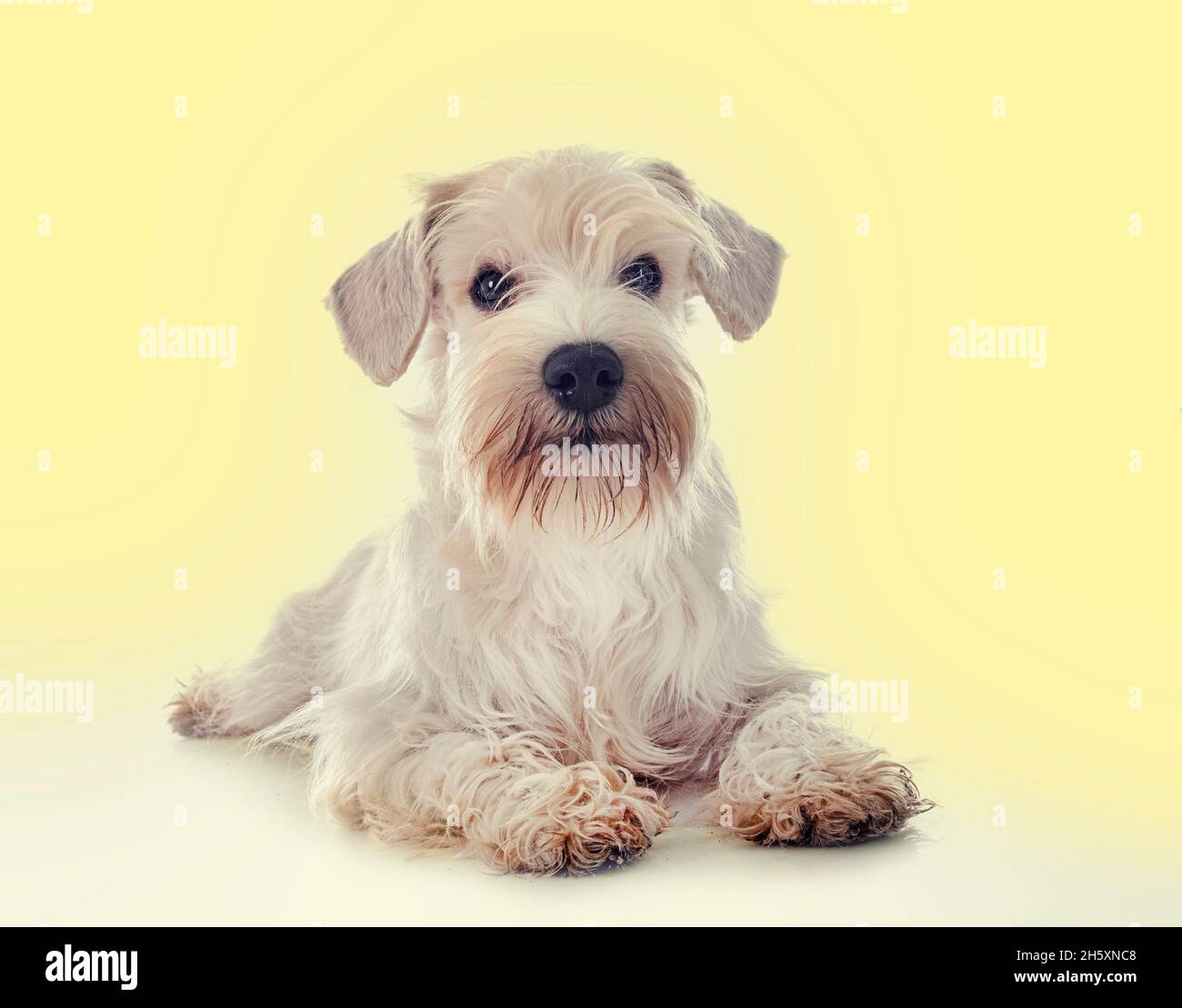miniature white schnauzer in front of yellow background Stock Photo - Alamy